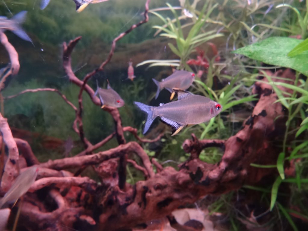 Lemon Tetra Care - My Aquarium Fish